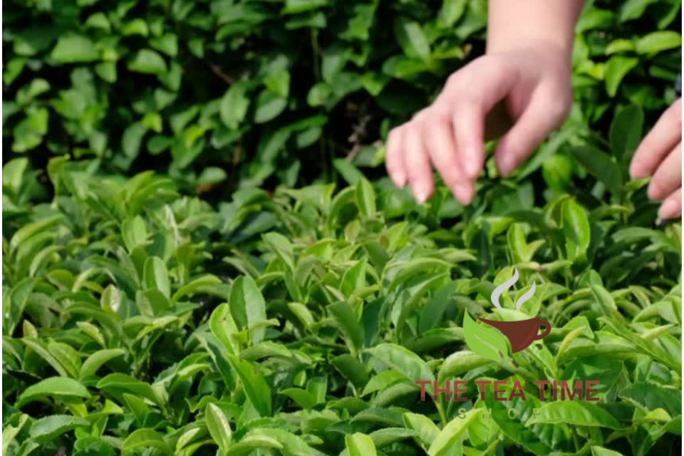 The Art of Hand-Picking Tea Leaves